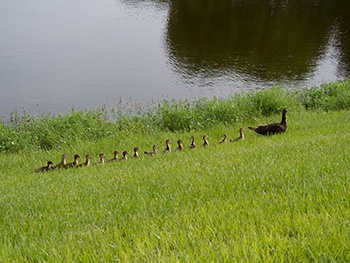 How retention ponds are... | Environmental Composites